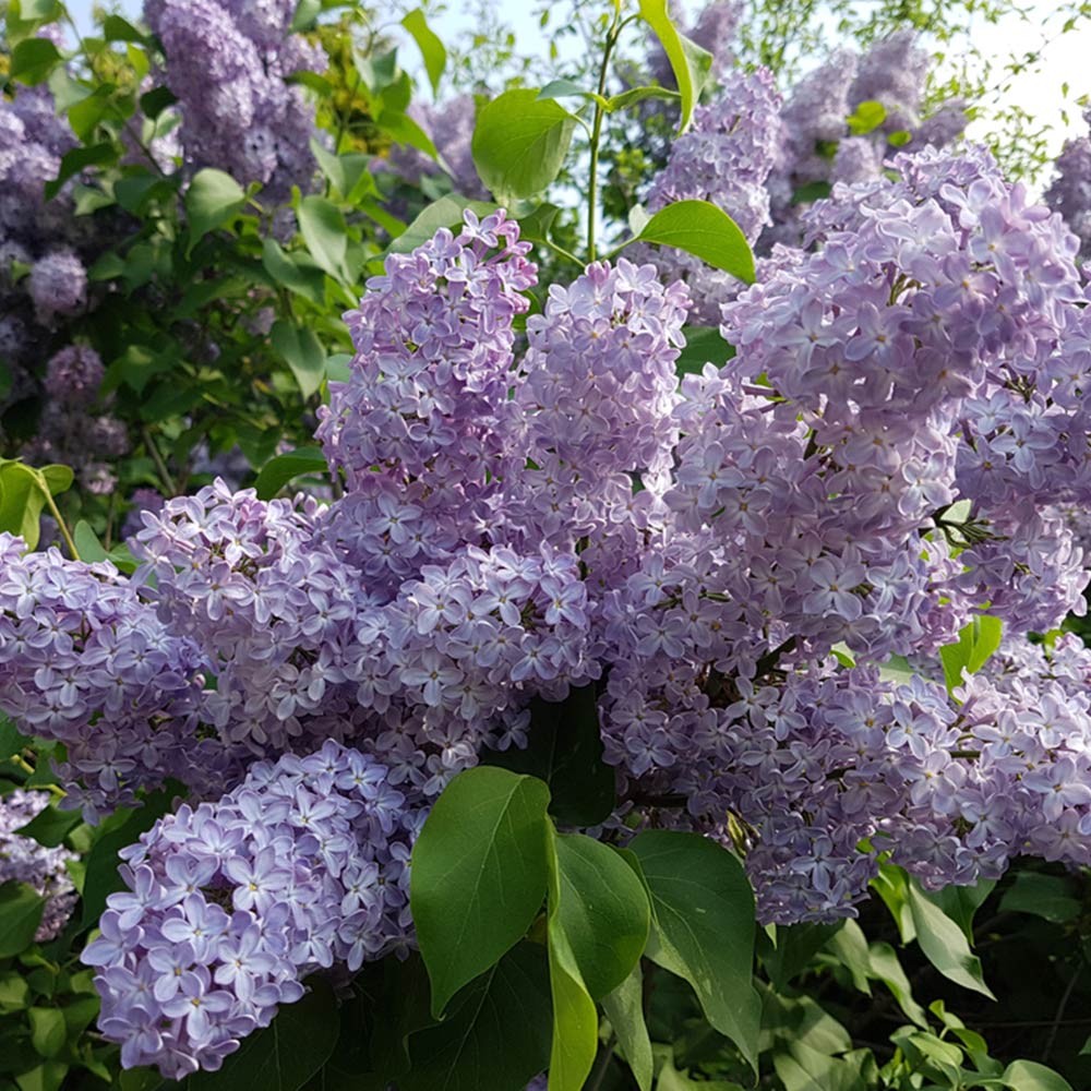 Trees & Shrubs | The Gardener's Choice