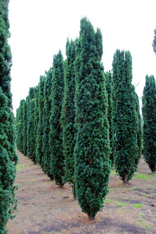 Irish Yew | The Gardener's Choice